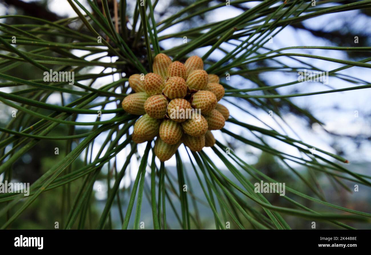 Baby pine cones hi-res stock photography and images - Alamy