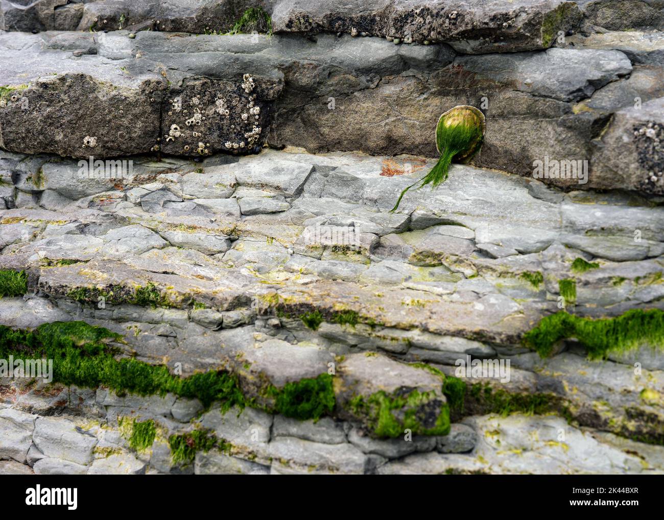 Sea shell in interesting invironment with moss around it Stock Photo ...