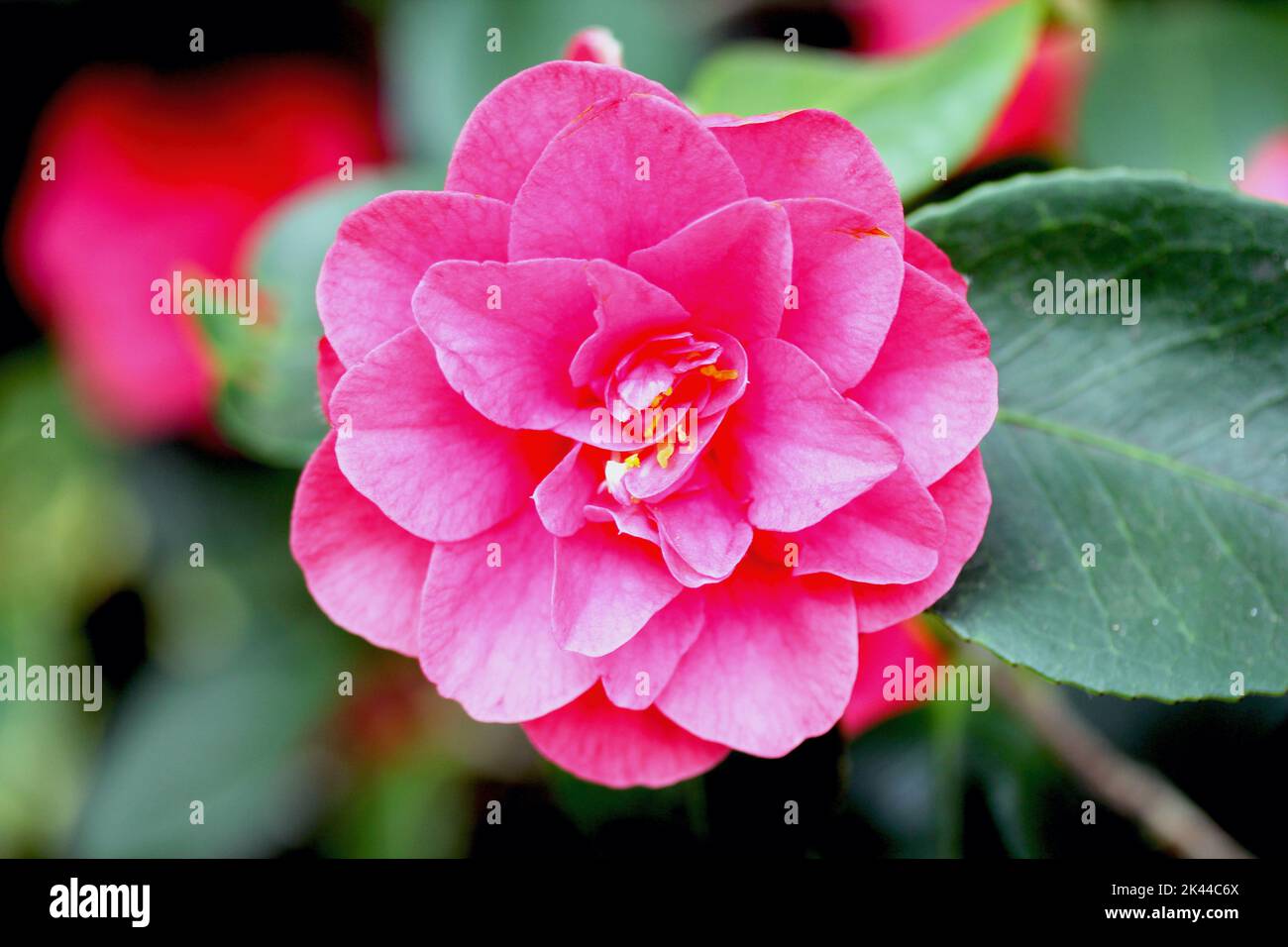 The camellia (Camellia japonica) is one of the best known plant species ...