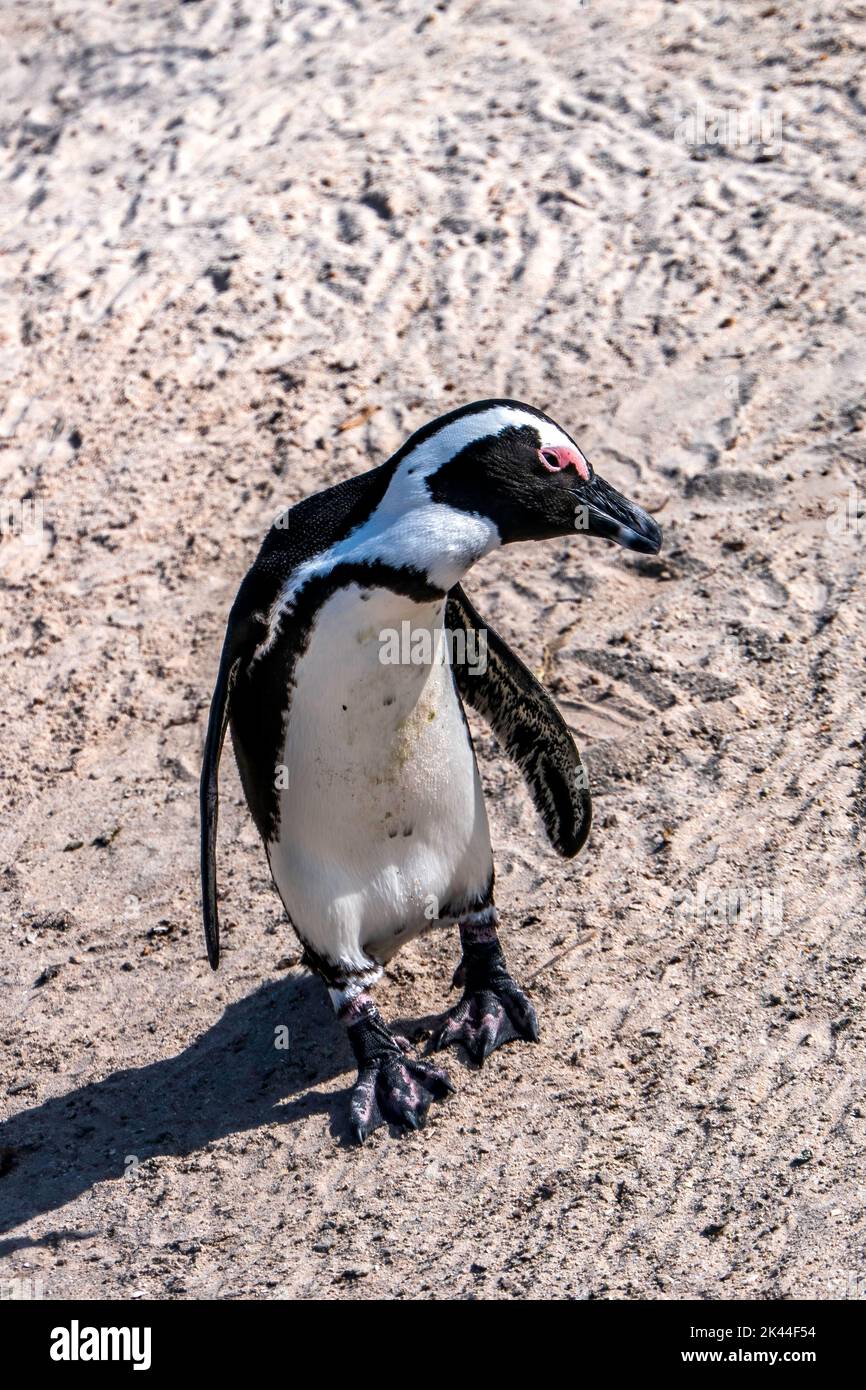 African penguin walking on the sandy beach. African penguin. Boulders ...