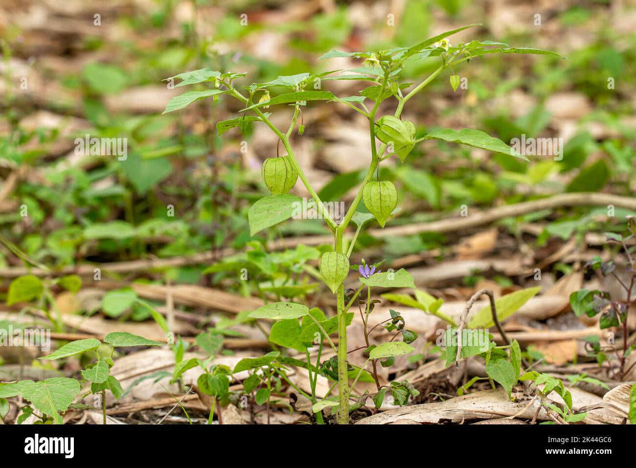 Ground Cherry plant in fruiting and flowering, blurred green grass ...