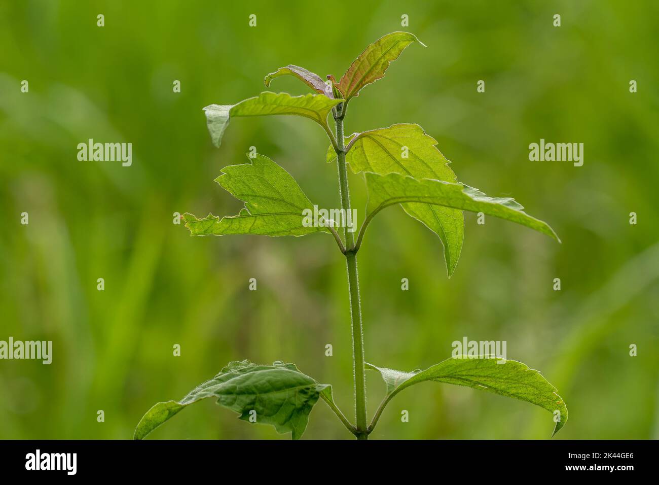 Green grass of the type of sumpweed with heart-shaped leaves with ...