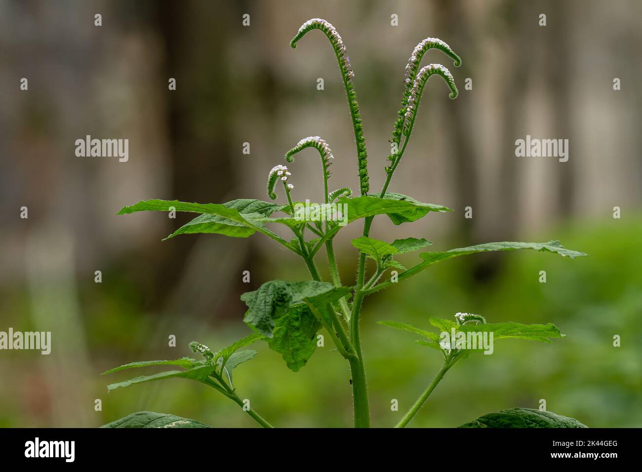 Green grass of the Turnsole type that is in bloom is white and green in ...