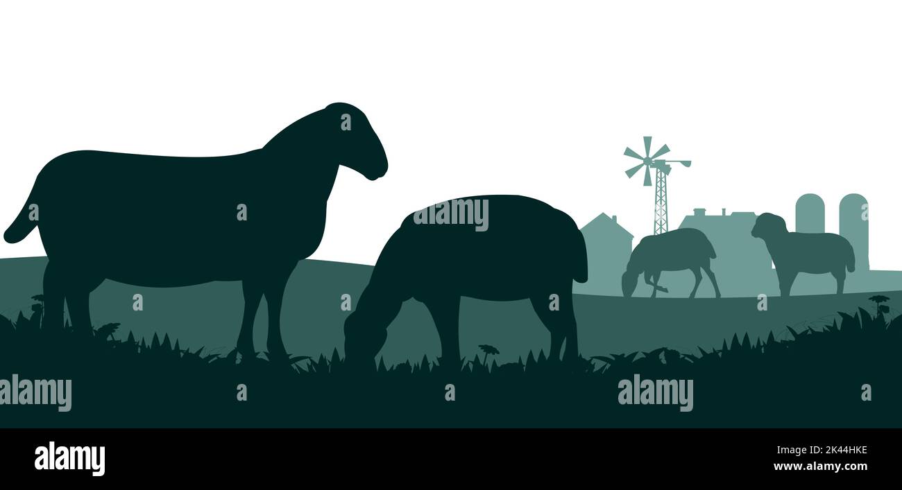 Sheep graze in pasture. Picture silhouette. Farm pets. Rural landscape ...