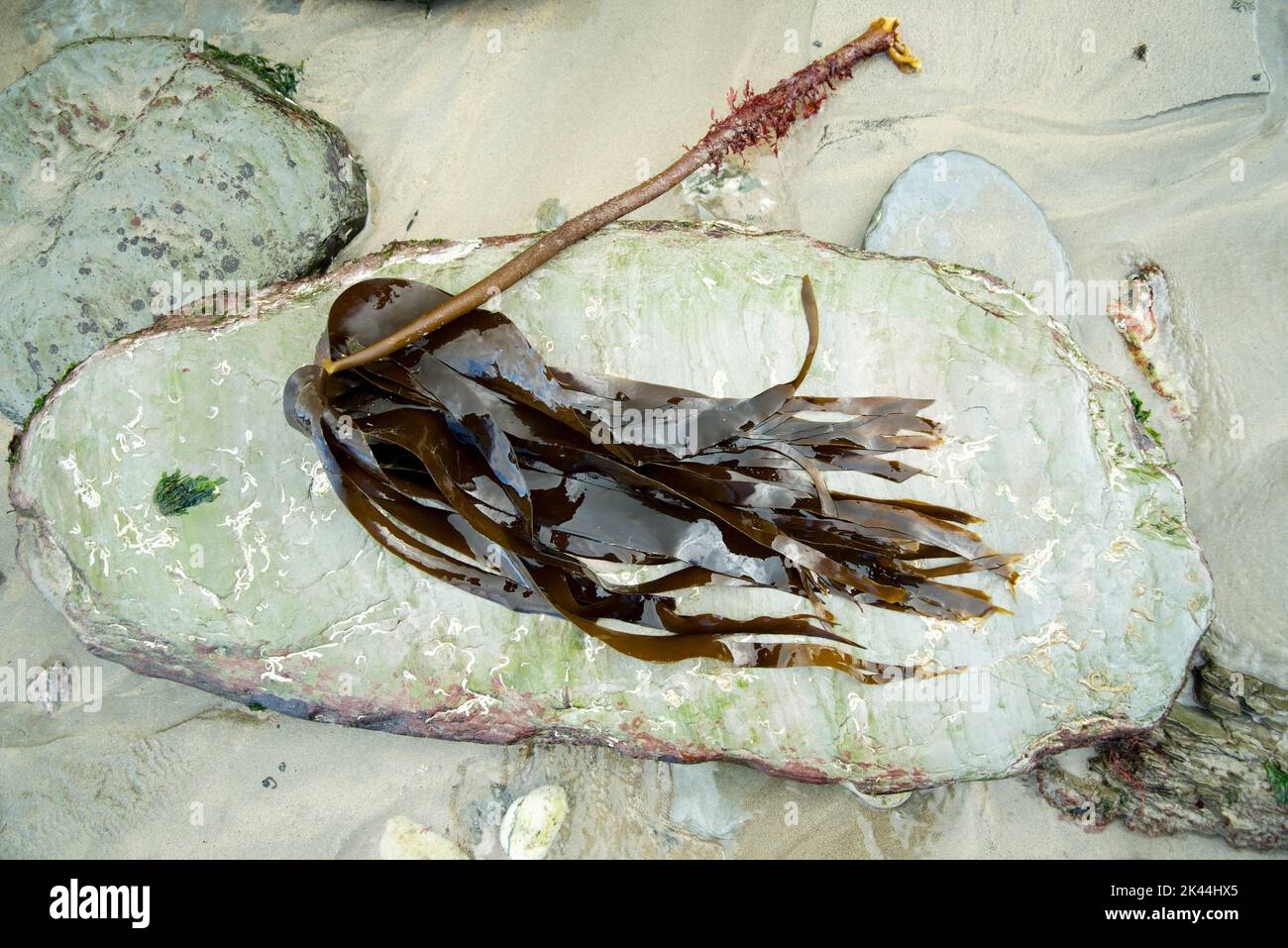 Atlantic Oarweed seaweed, Kelp (Laminaria Digitata) on rocky shore ...