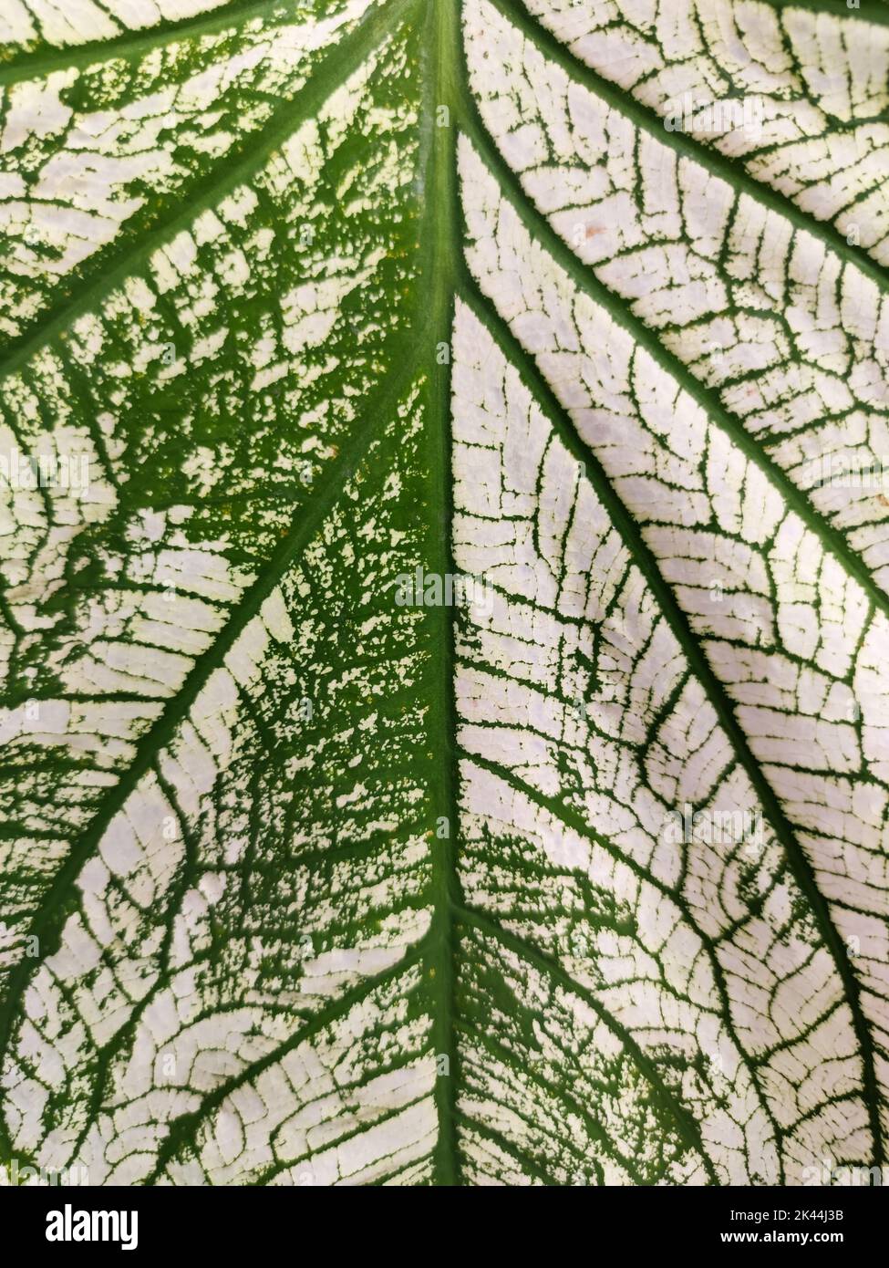 Caladium white wing hi-res stock photography and images - Alamy
