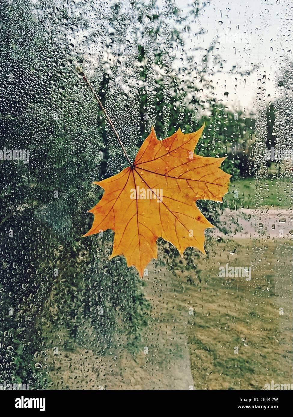 Fallen yellow maple leaves stuck on a wet window with raindrops. Autumn ...