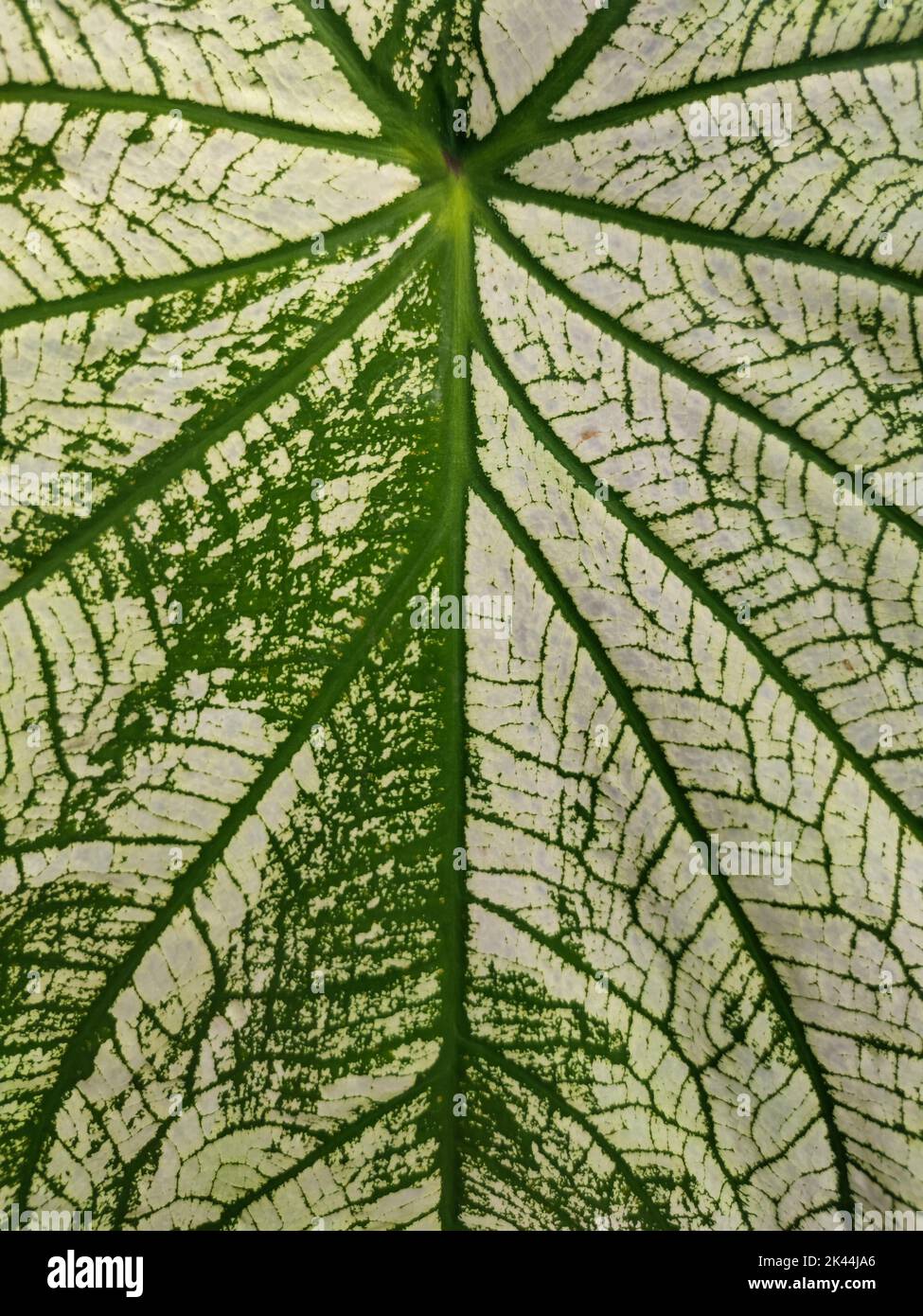 Caladium white wing hi-res stock photography and images - Alamy