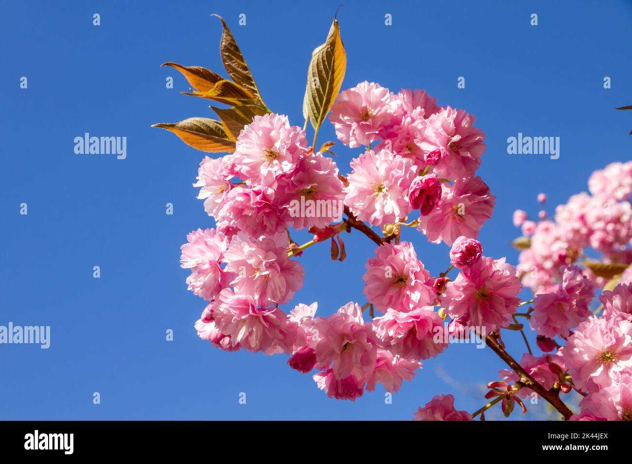 Japanese cherry blossom branch in spring. Blue sky background. Closeup ...
