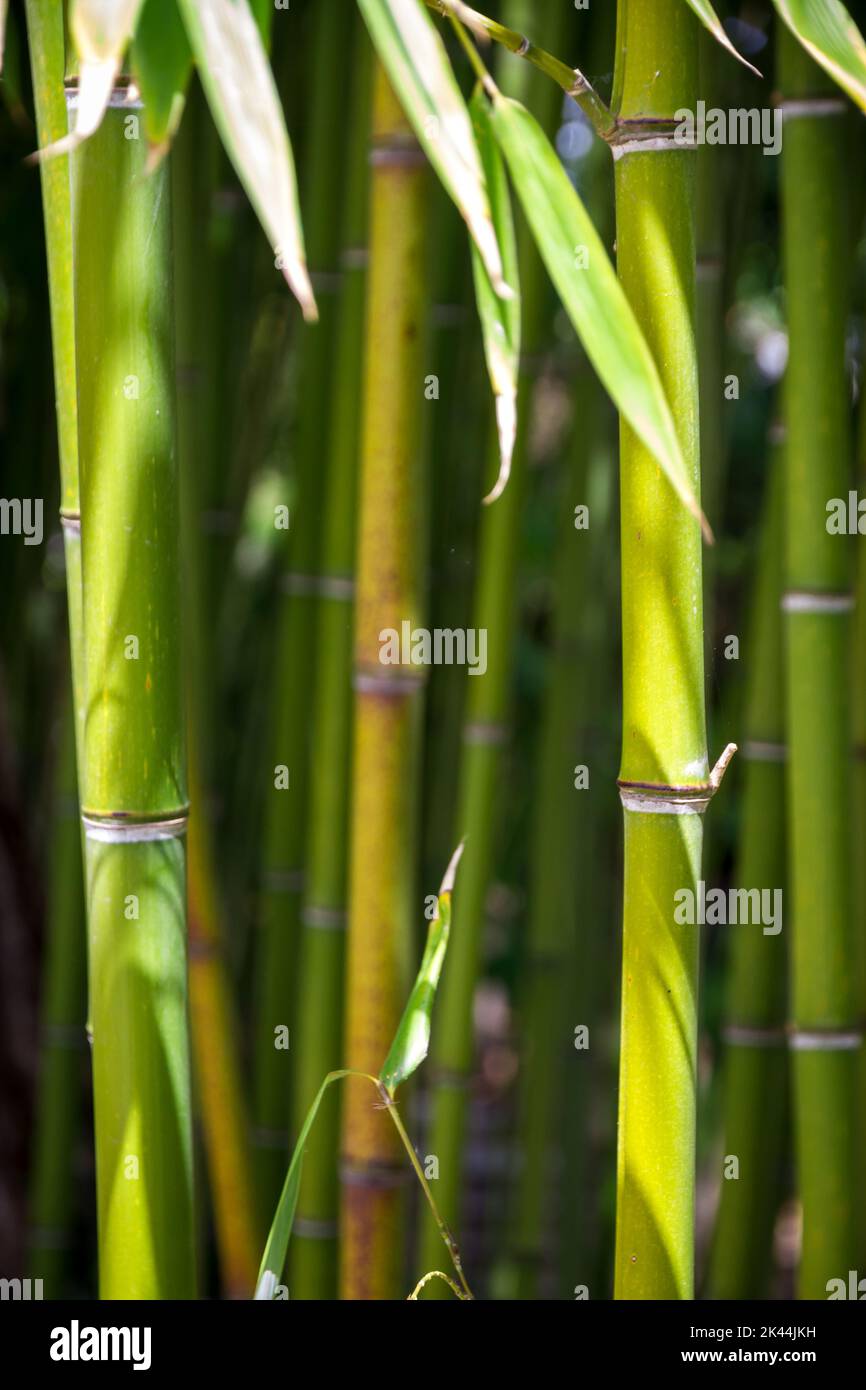 Bamboo tree detail. Green tropical forest, zen background Stock Photo ...