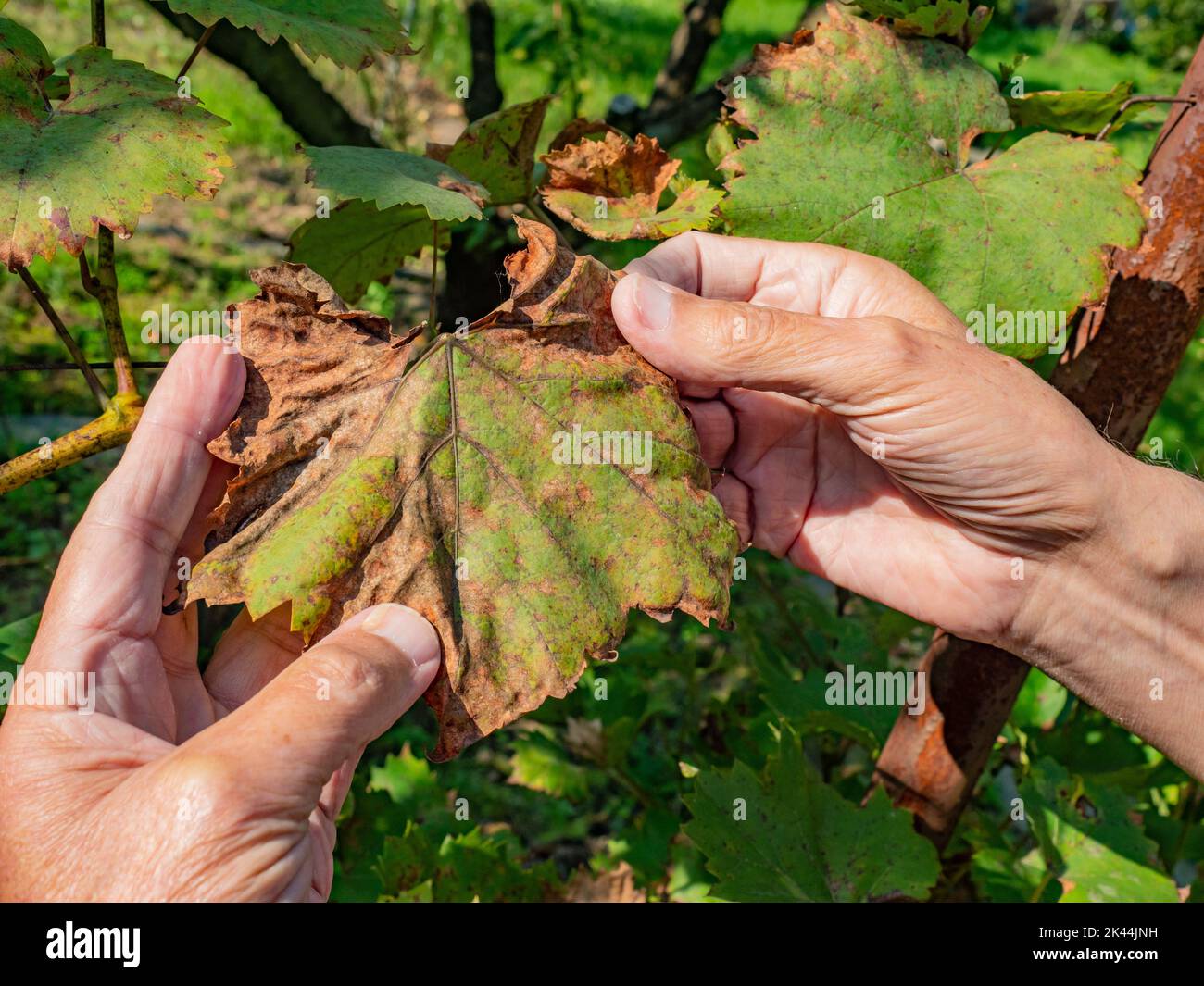 Rot of a vine leaves and a dry grapes in hands close-up. Protection of ...