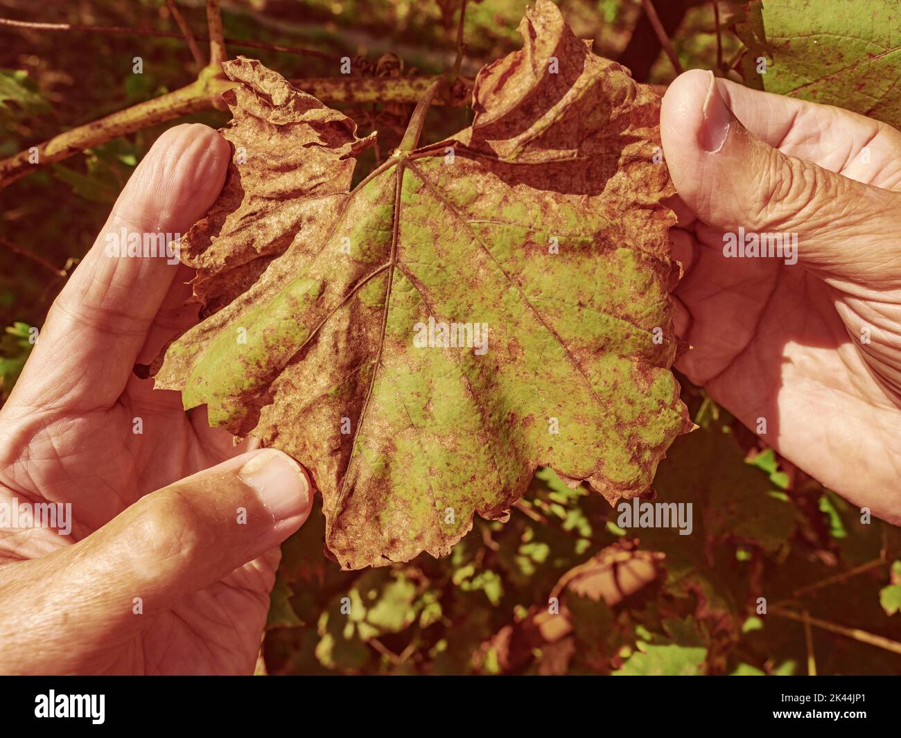 Vine leaf sick. Missing protection of the vineyard garden from diseases ...