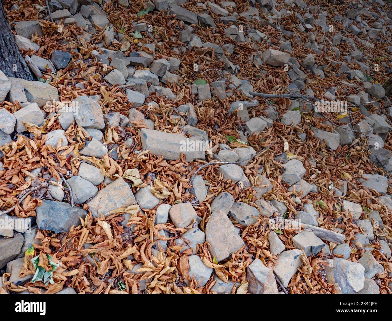 Orange leaves of beech and chestnut among gray basalt stones. The base ...