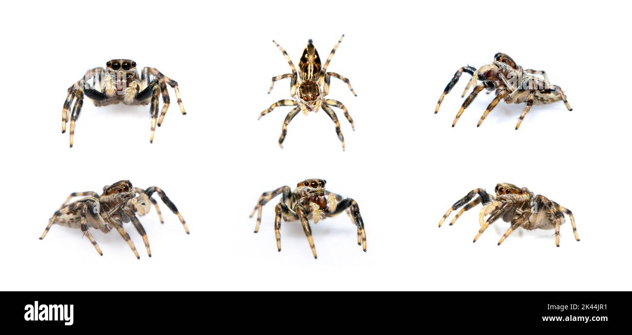 Group of jumping spider isolated on white background. Insect Animals ...