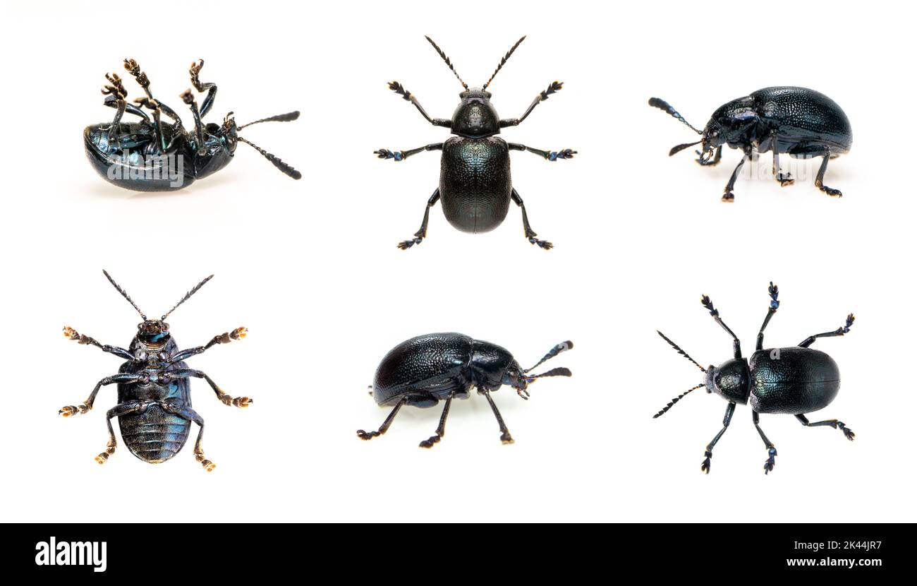 Group of blue milkweed beetle isolated on white background. View from ...
