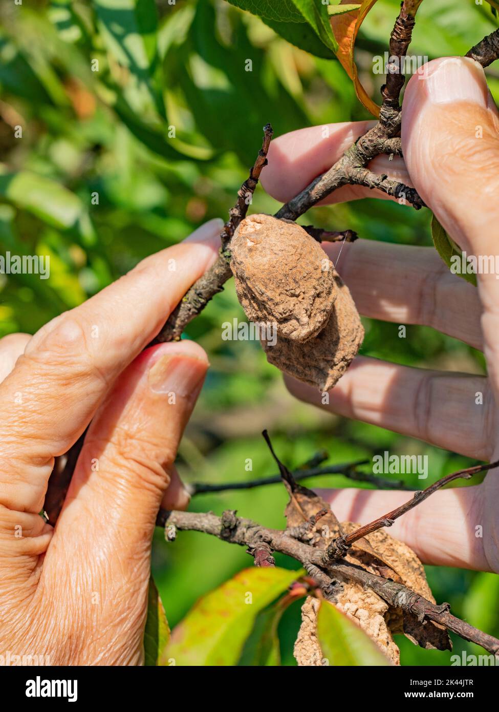 Fungal disease peaches hi-res stock photography and images - Alamy