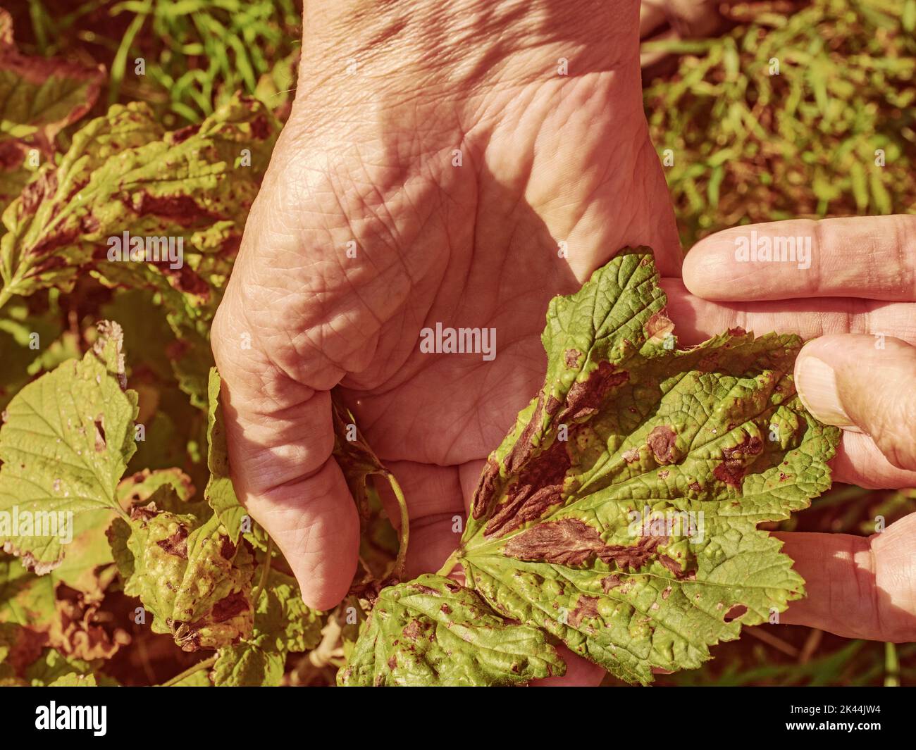 Poor leaves of currants affected by currant aphids berry bush disease ...