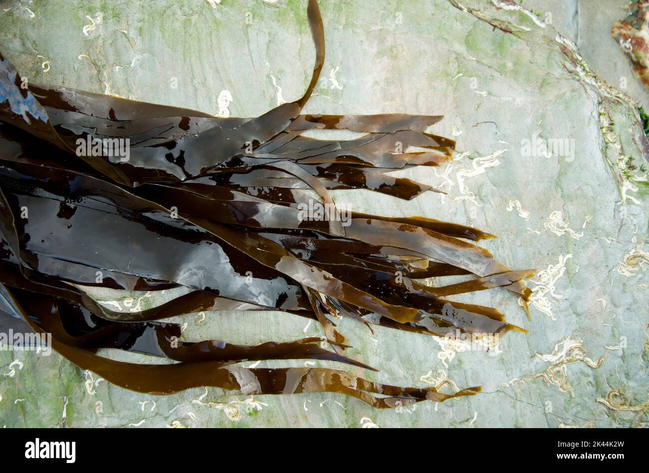 Atlantic Oarweed seaweed, Kelp (Laminaria Digitata) on rocky shore ...