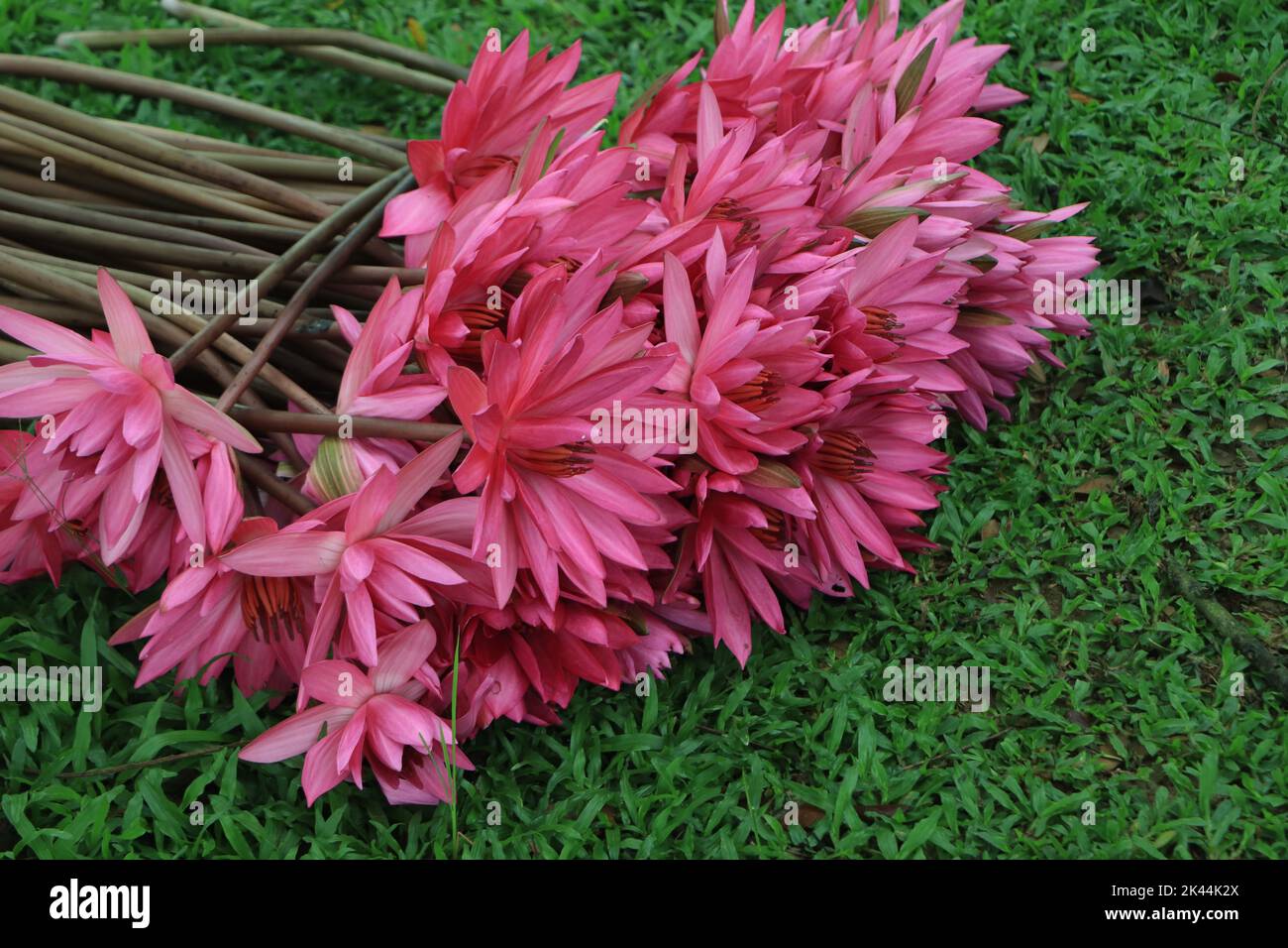 Pink lotus or waterlily on green grass, pink waterlily texture ...