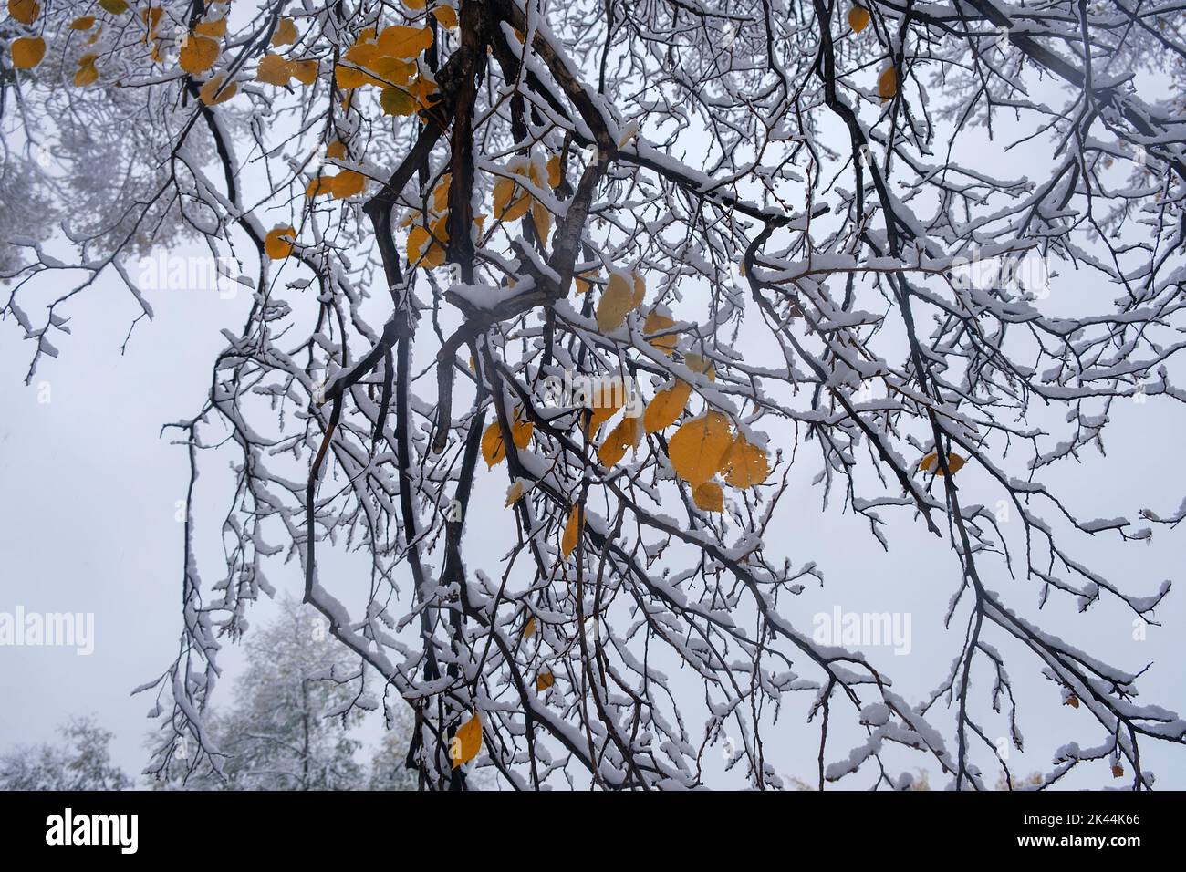 the first snow on the autumn trees branches and leaves of the streets ...