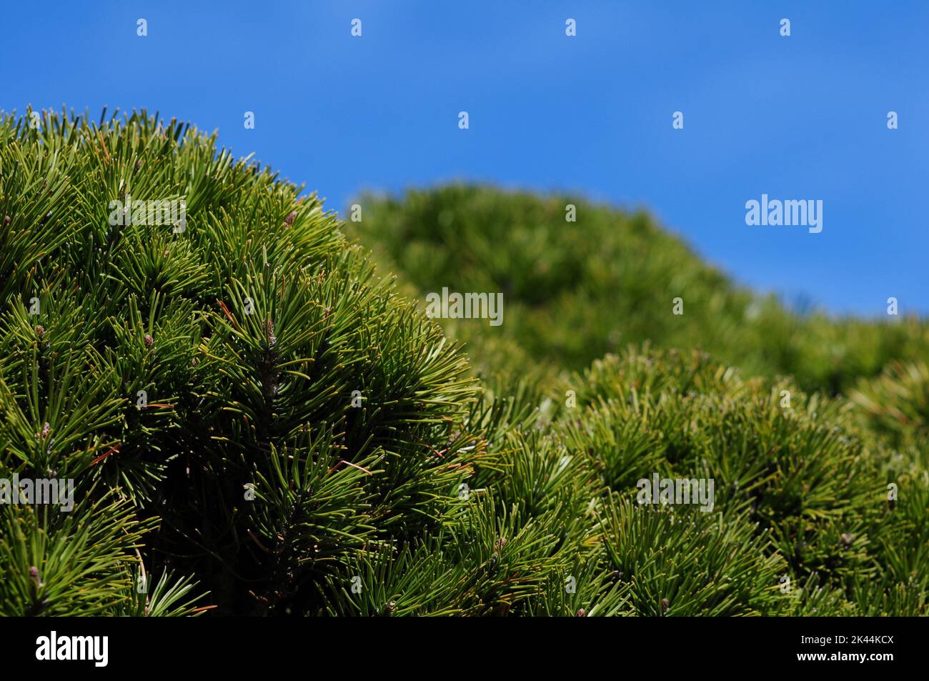 Pine Tree - Stock Image Stock Photo - Alamy