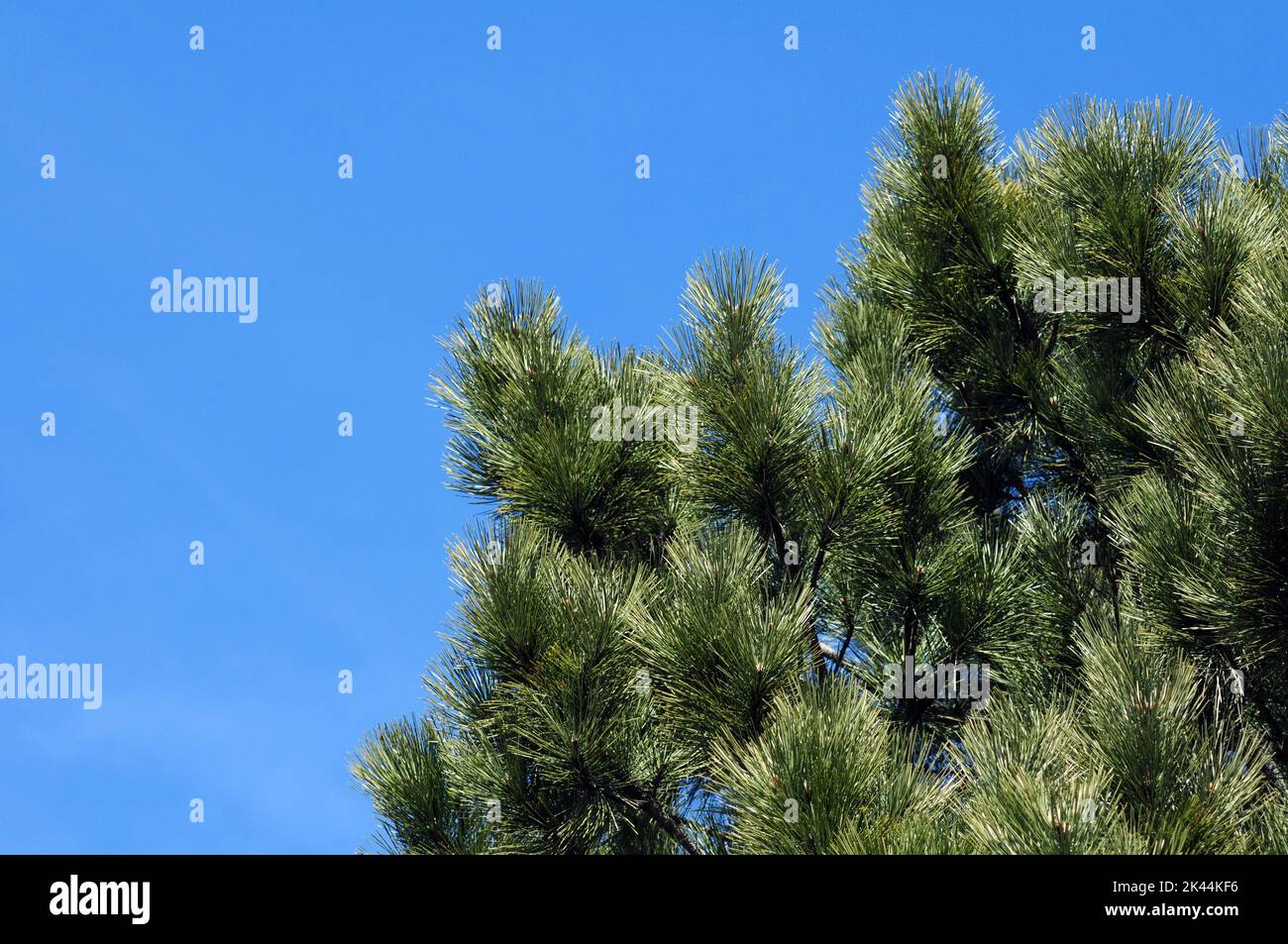 Pine Tree - Stock Image Stock Photo - Alamy