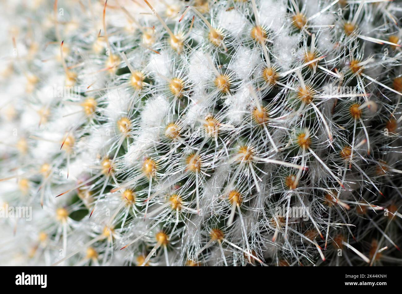 Cactus Flower in Macro Photography Stock Photo - Alamy