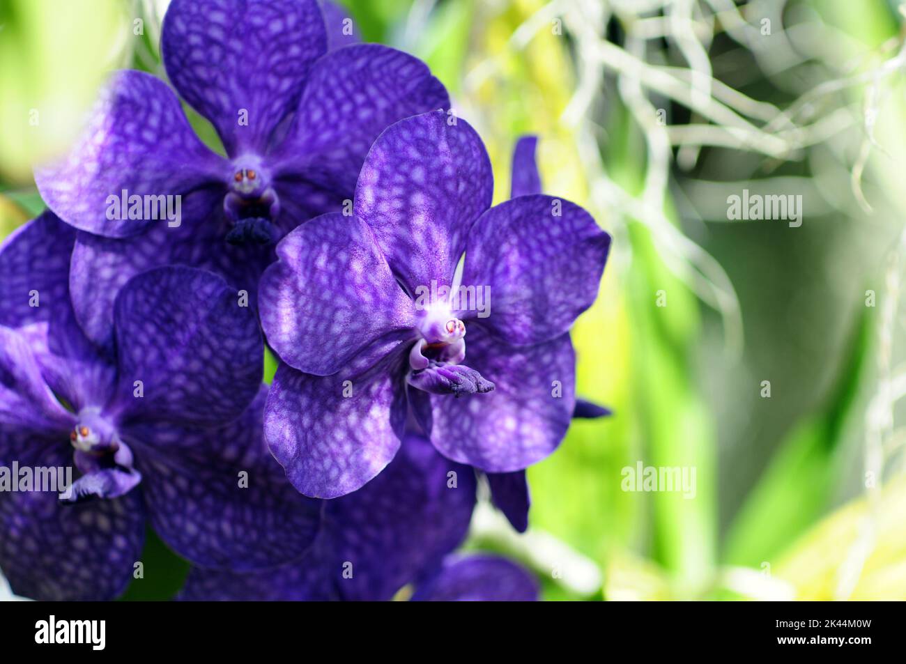 Purple orchids - Stock Image Stock Photo - Alamy