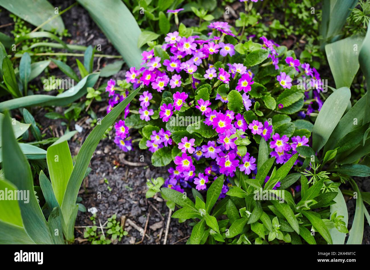 Purple primulas. Close up beautiful primulas flowers and leaf (primula ...
