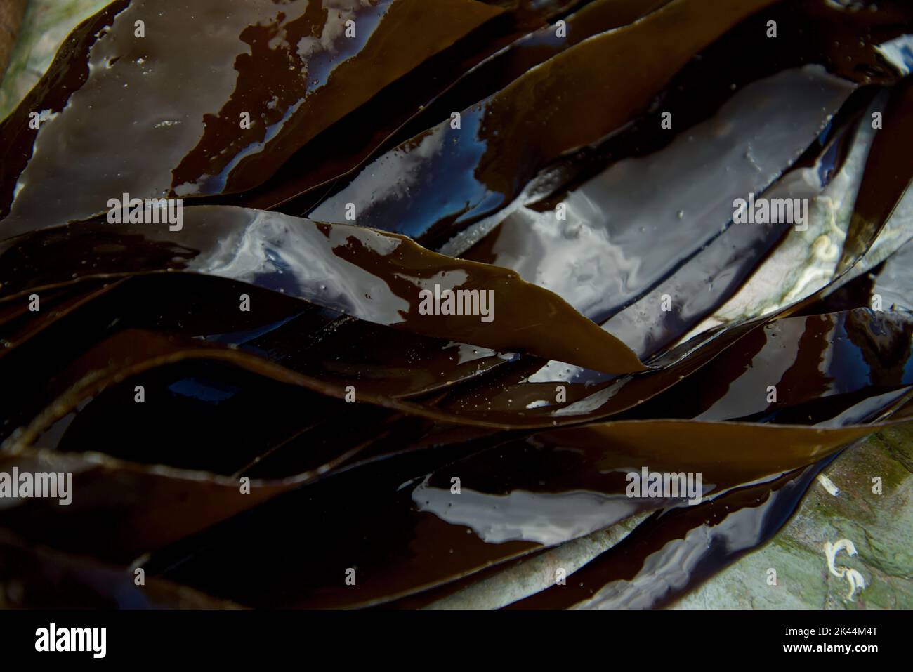 Atlantic Oarweed seaweed, Kelp (Laminaria Digitata) on rocky shore ...