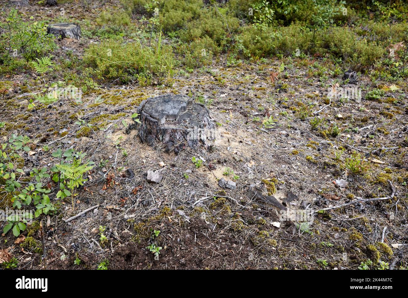 Tree stump in a bright forest. Tree stump after deforestation Stock ... Tree stump in a bright forest. Tree stump after deforestation Stock ...