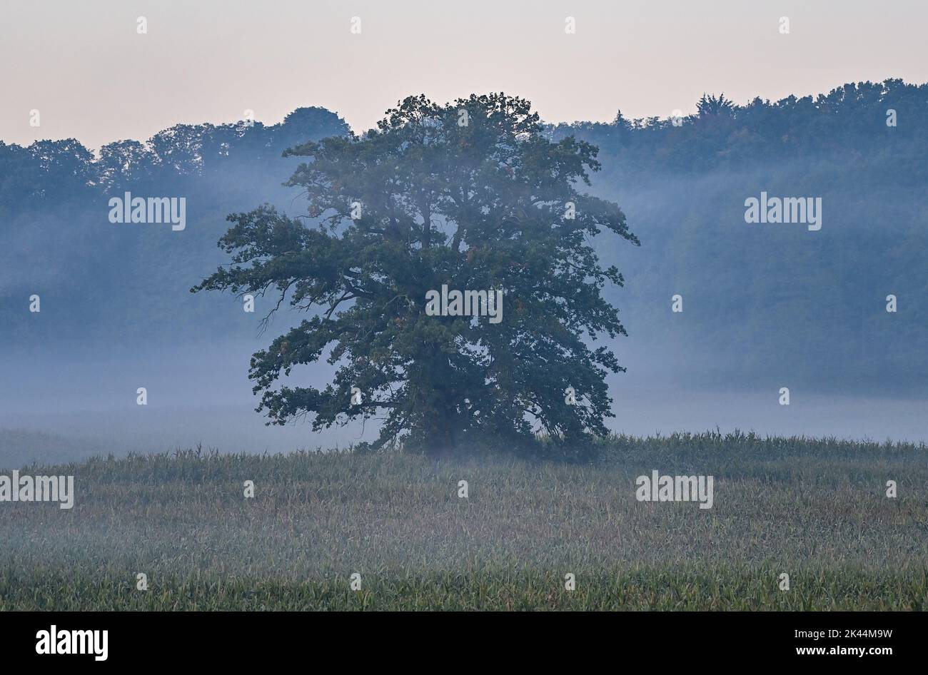 30 September 2022, Brandenburg, Frankfurt (Oder): Early morning fog ...