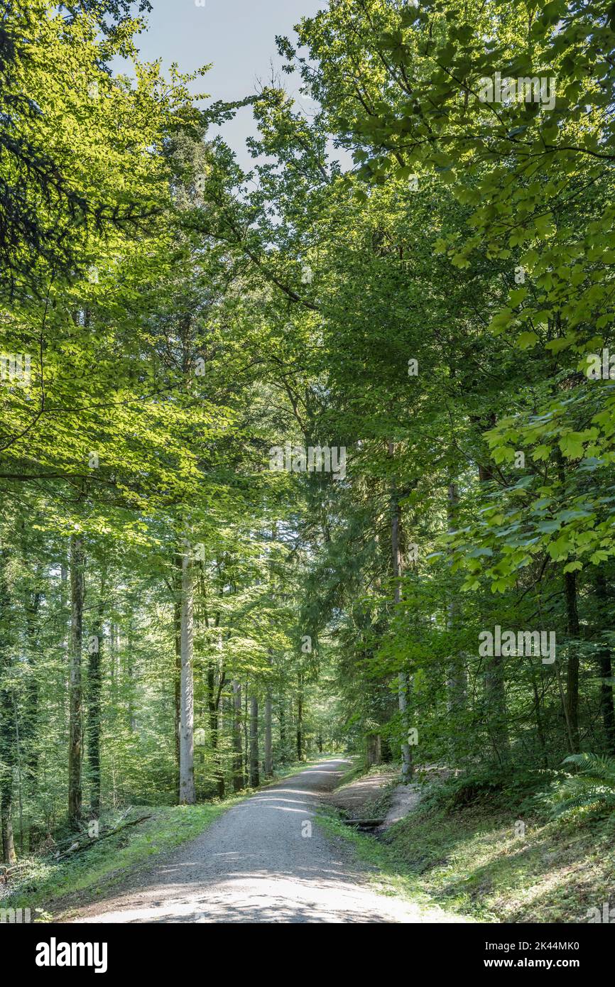 forest landscape with dirt road among tall trees, shot in summer light ...