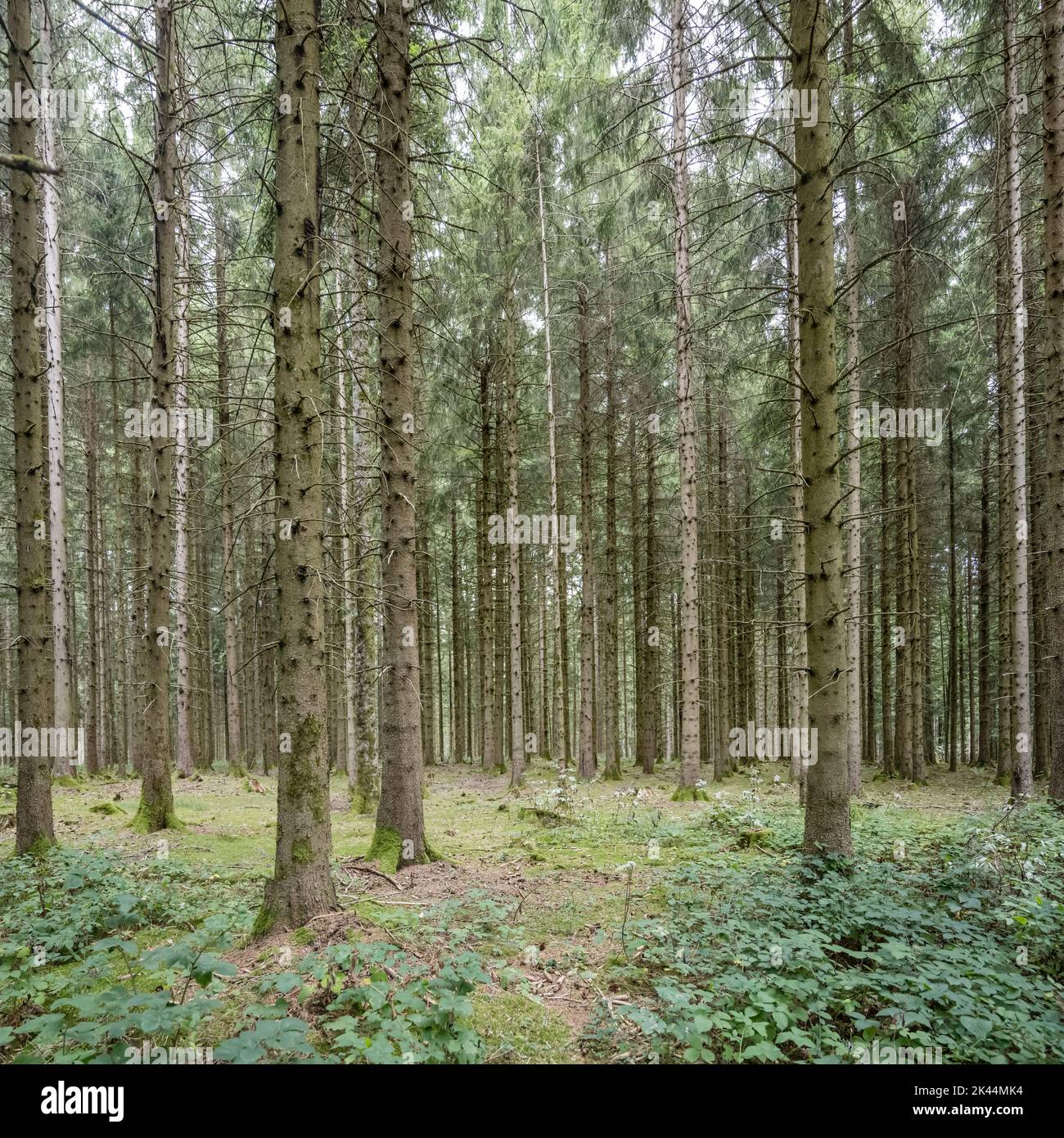 forest landscape with tall fir trees, shot in summer light near Wolfach ...