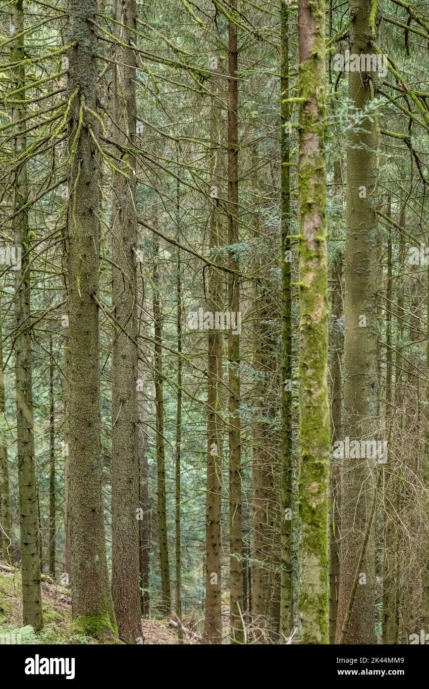 forest landscape with logs of tall fir trees, shot in summer light near ...
