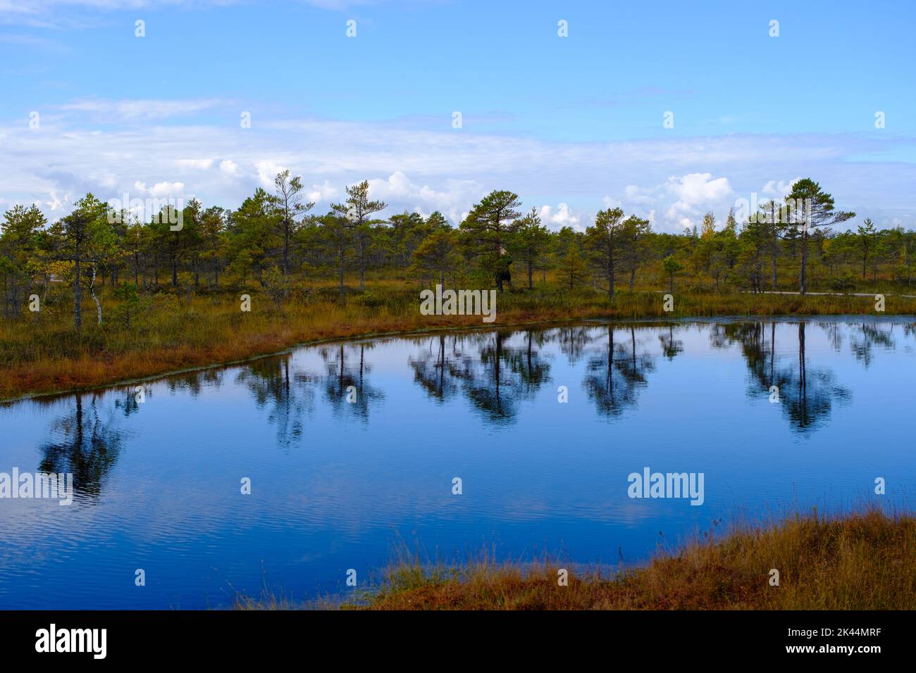Swamp bog wetland boardwalk hi-res stock photography and images - Alamy