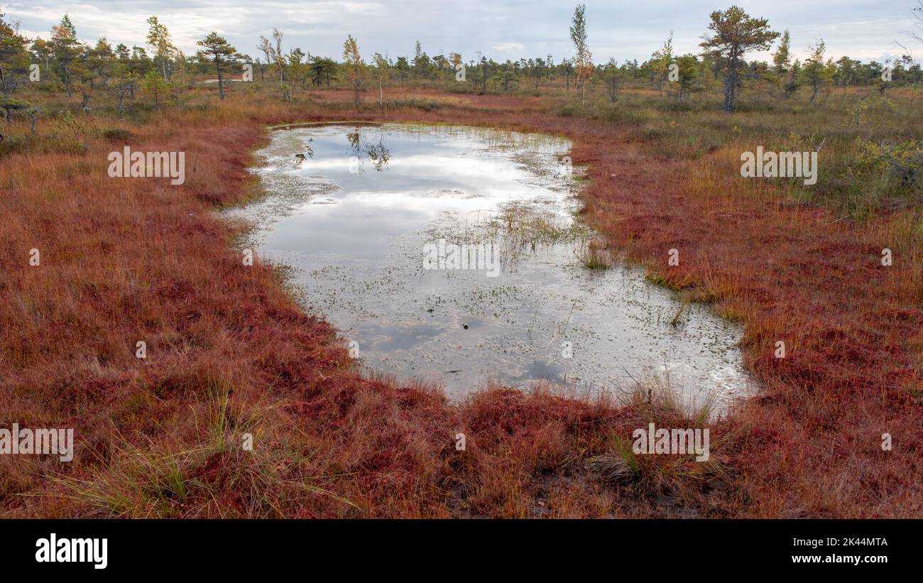 Swamp bog wetland boardwalk hi-res stock photography and images - Alamy