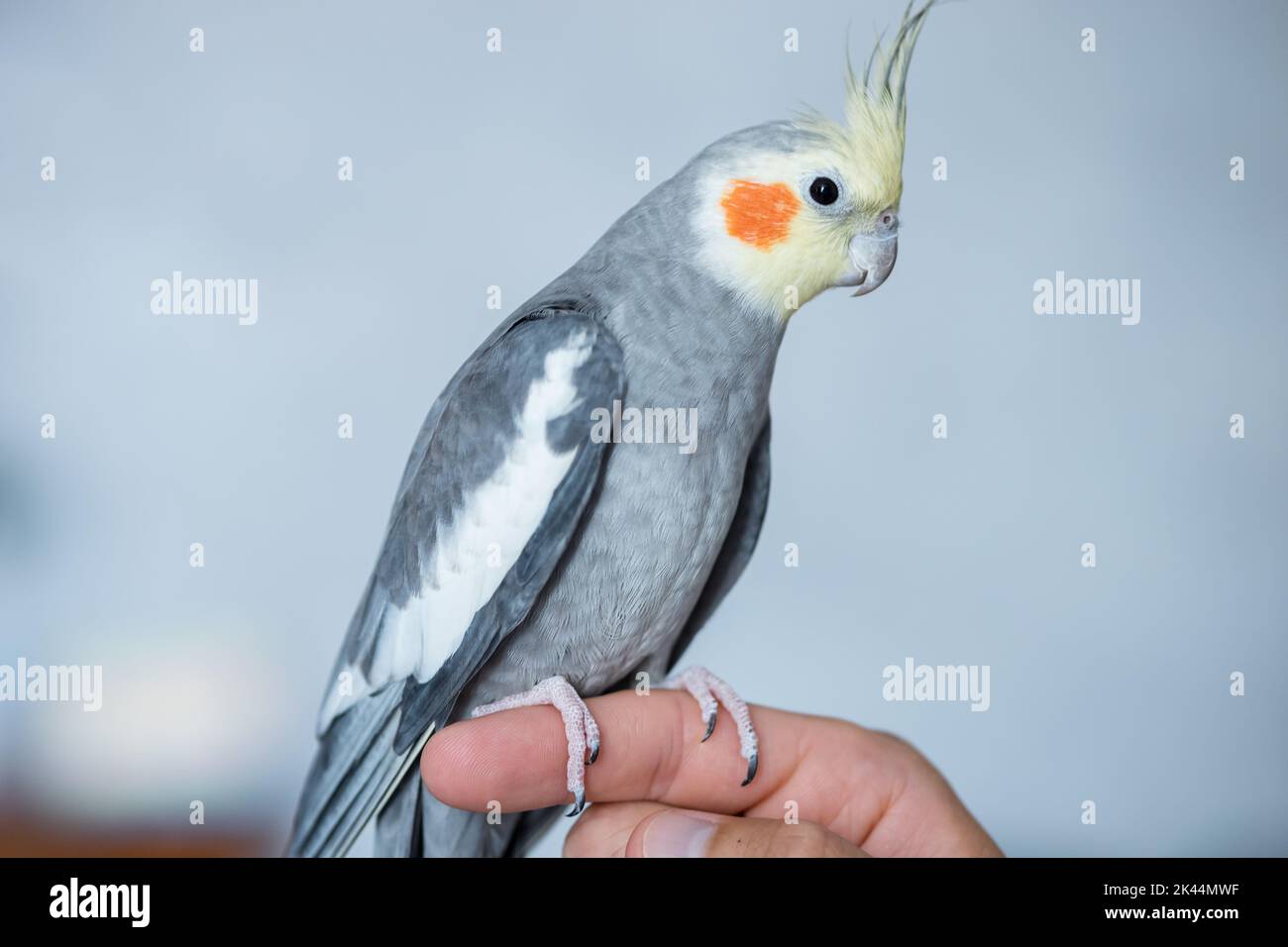 Adorable grey parakeet with red cheeks sits on index finger Stock Photo ...