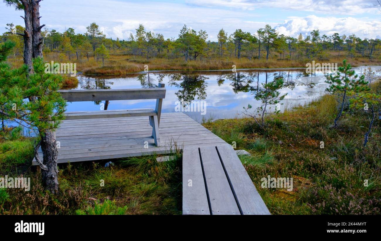 Wooden bench. swamp landscape, swamp vegetation painted in autumn ...