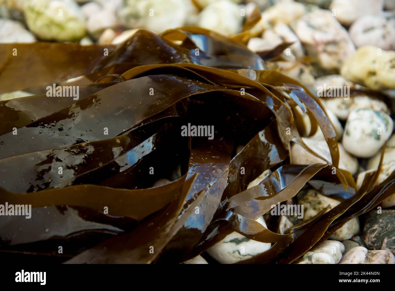 Atlantic Oarweed seaweed, Kelp (Laminaria Digitata) on rocky shore ...