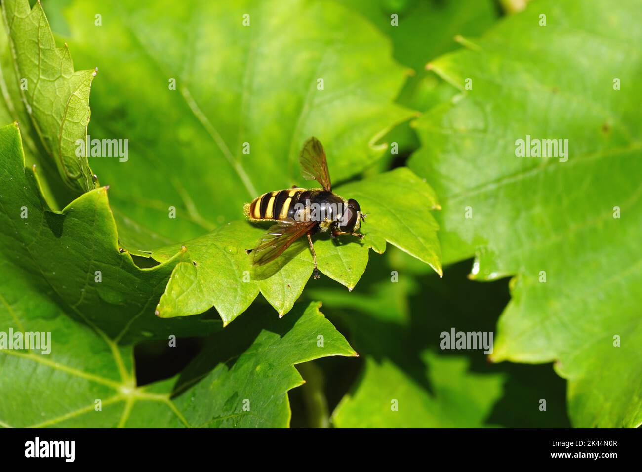 Closeup of a male hoverfly Sericomyia silentis, family Syrphidae. On a ...