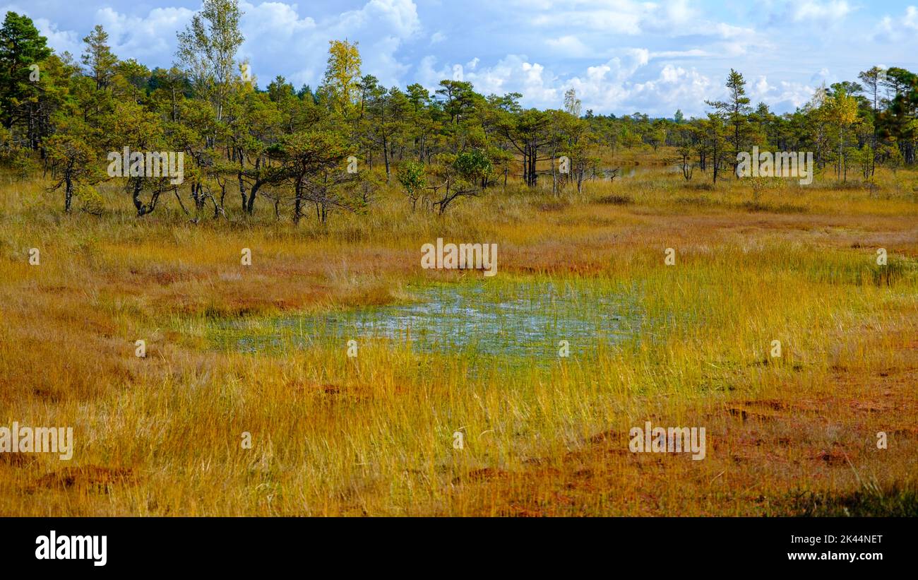 bog landscape, bog vegetation painted in autumn, small swamp lakes ...