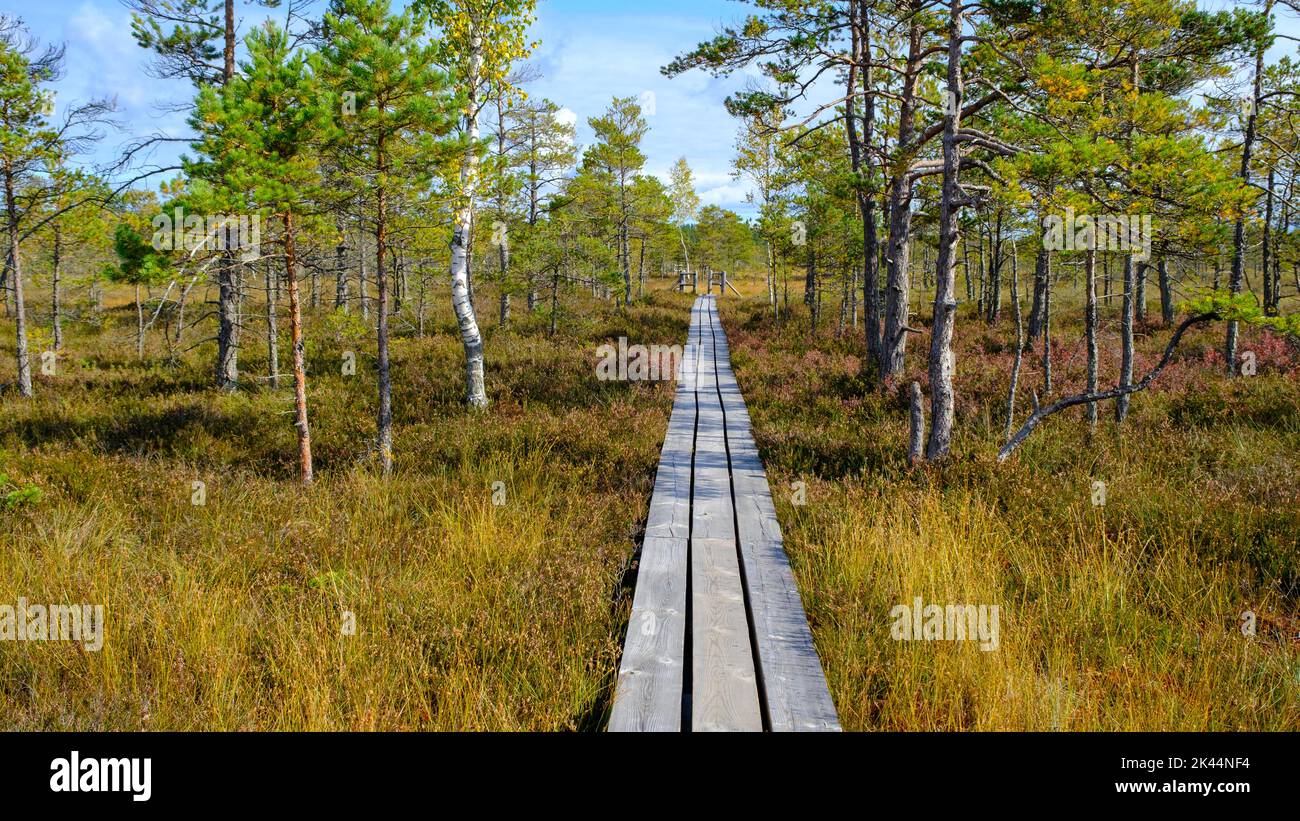 Kemeru, National Nature Park. A wooden path through marsh wetlands with ...