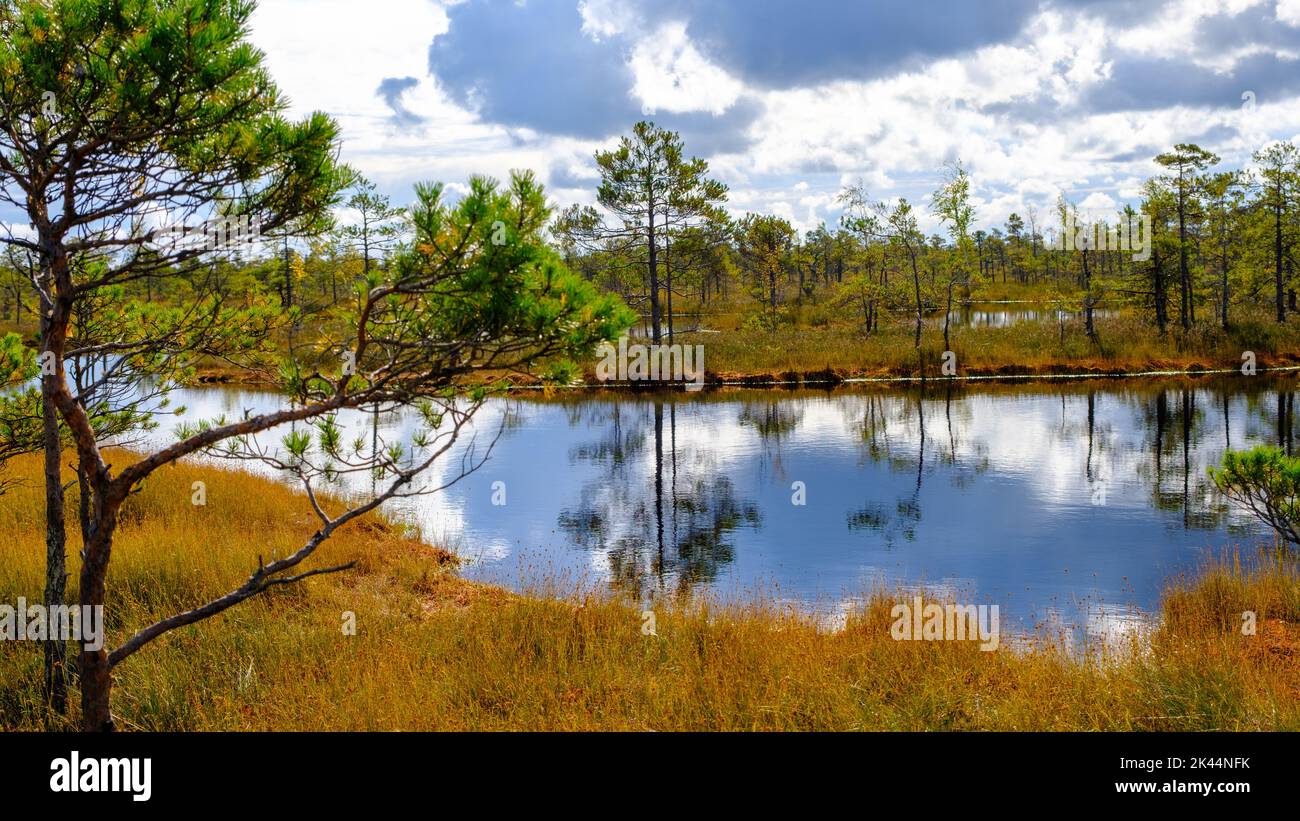 bog landscape, bog vegetation painted in autumn, small swamp lakes ...