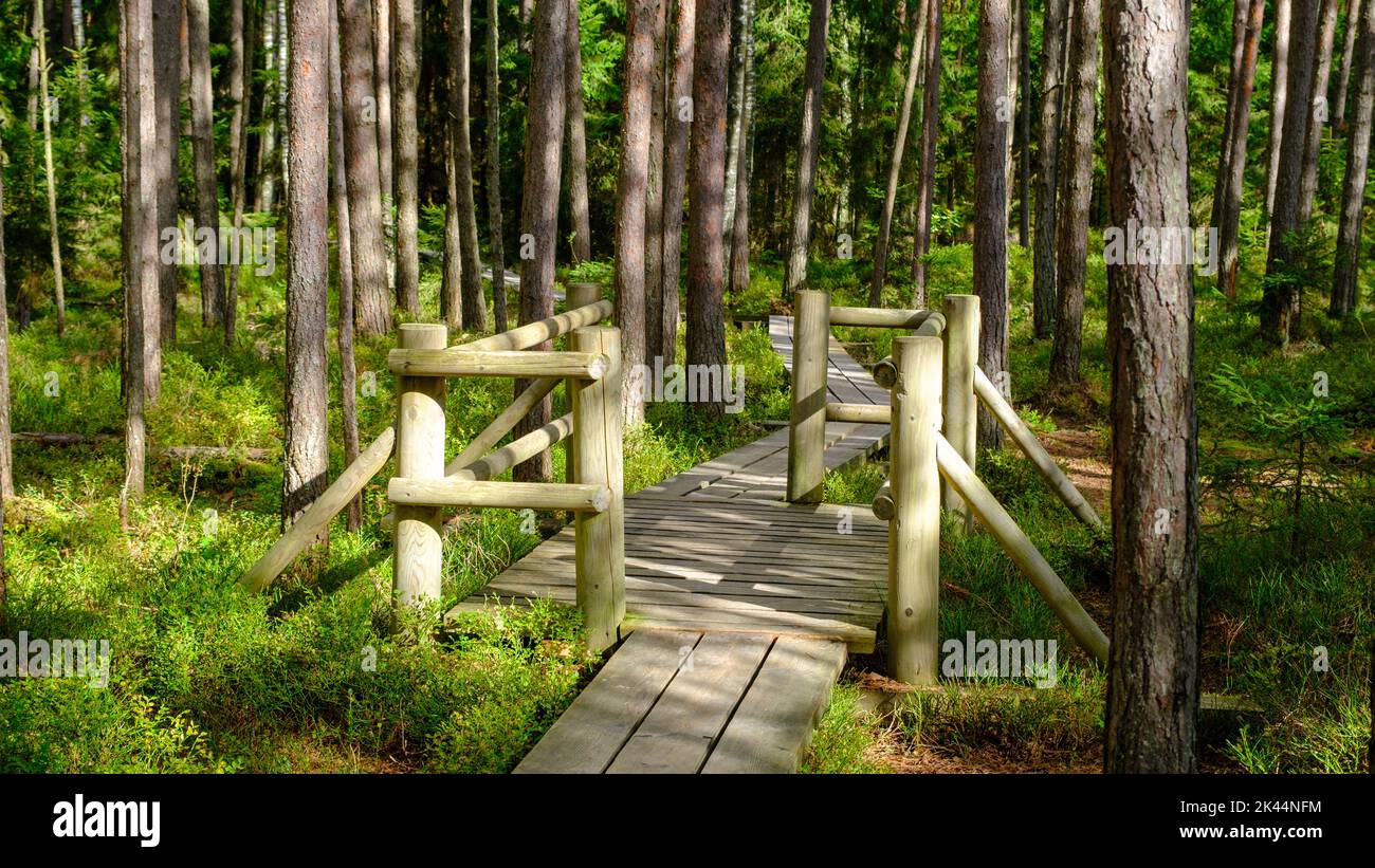 Kemeru, National Nature Park. A wooden path through marsh wetlands with ...