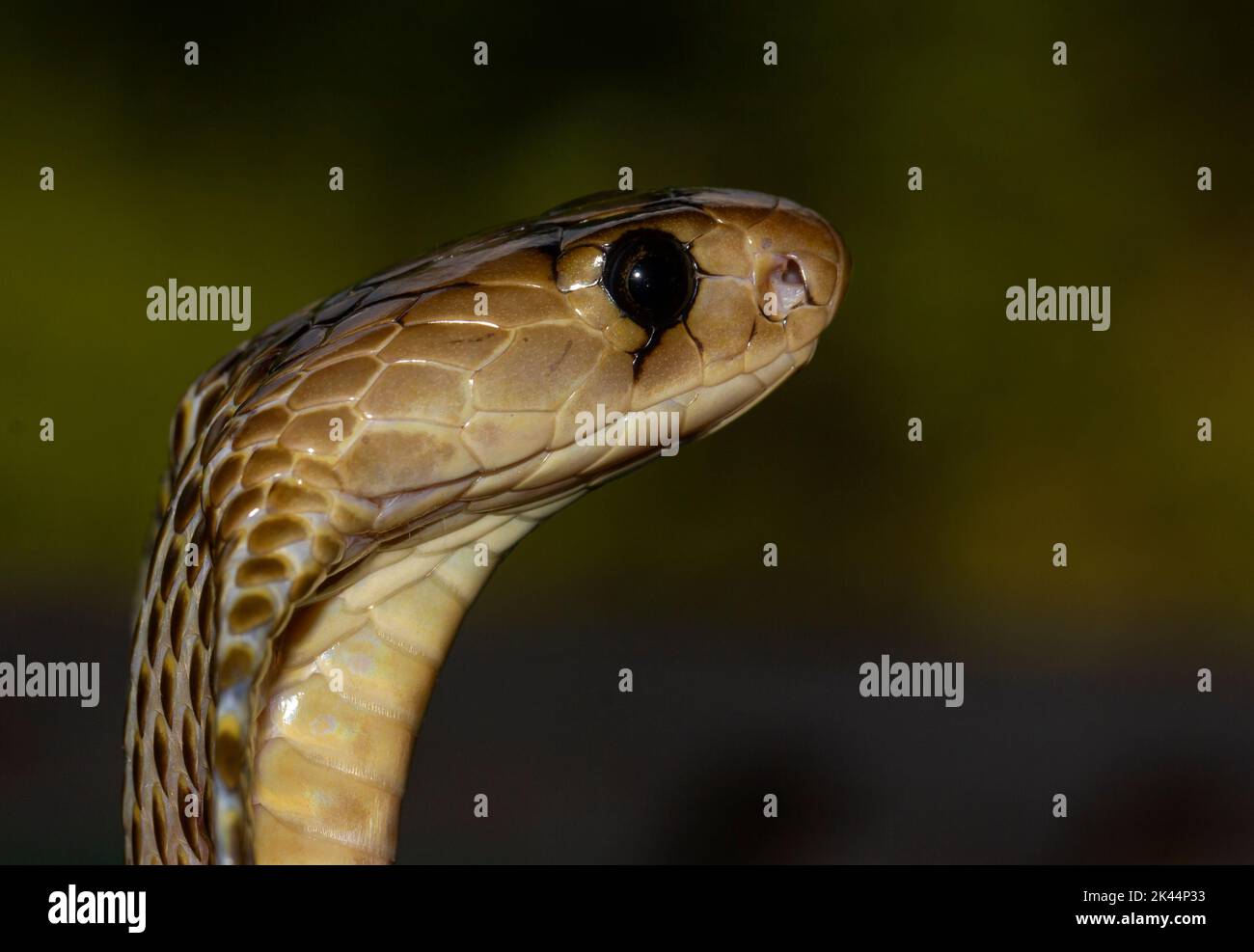 Close up of a snake with hits hood spread to scare predators as a ...