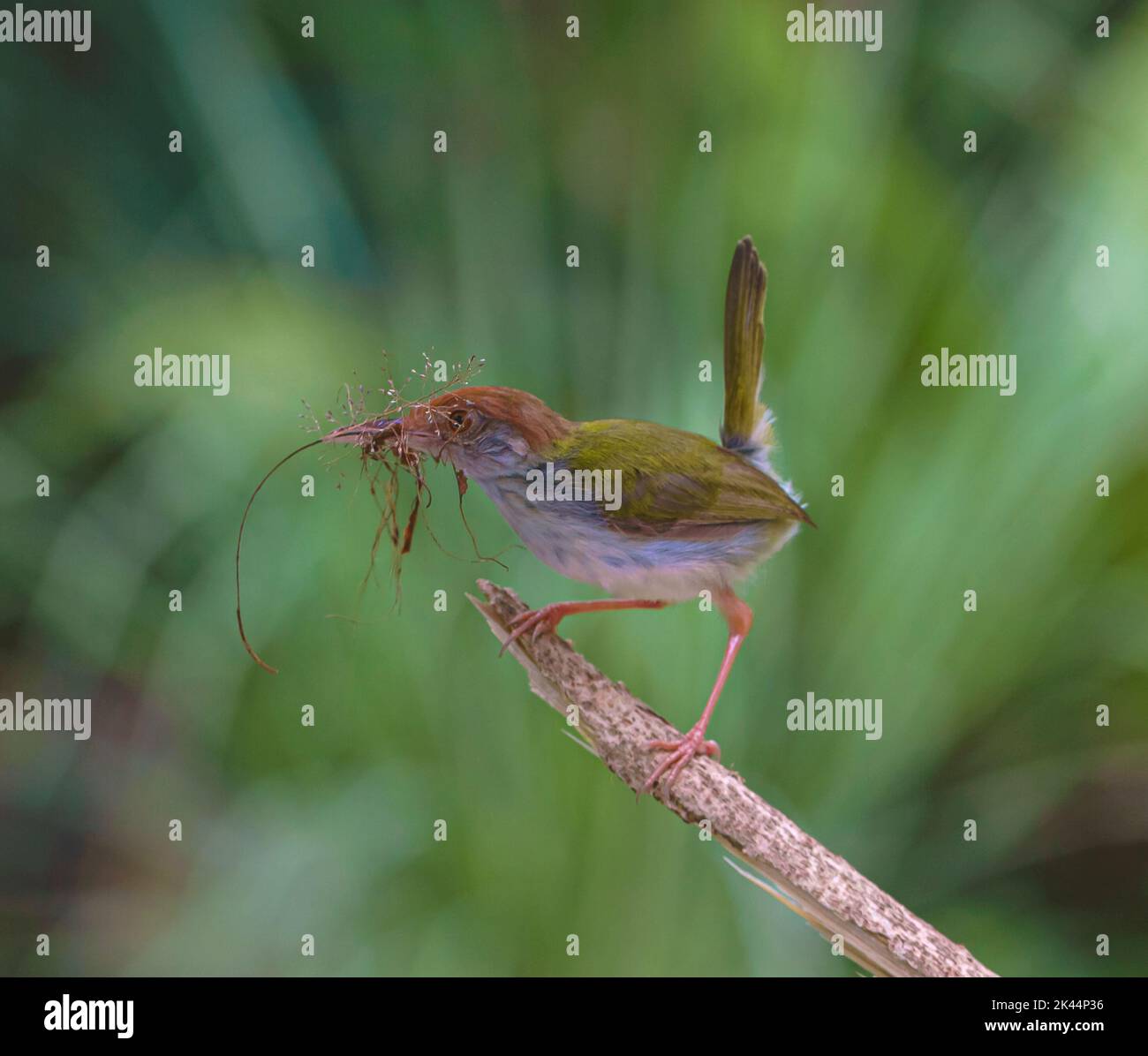 Close up of a bird carrying material to build nest for its young chicks ...