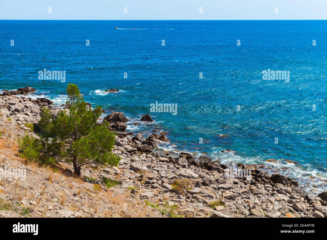 Summer Crimean landscape. Small pine tree grows at rocky Black Sea ...