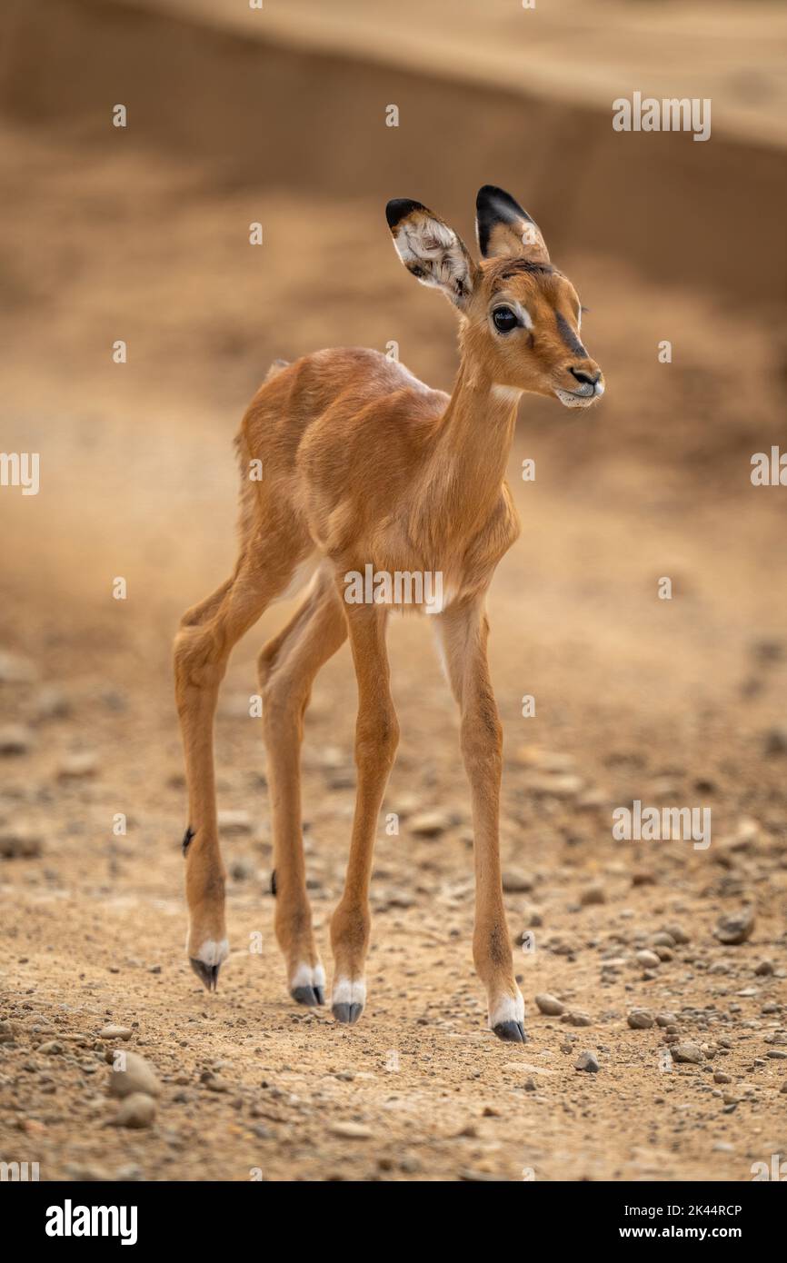 Baby common impala stands on stony track Stock Photo - Alamy