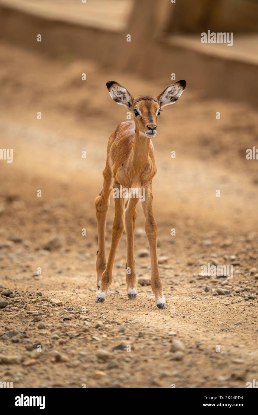 Baby common impala stands on dirt track Stock Photo - Alamy